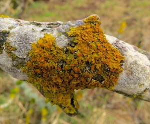 A Gate We Enter – Barnstorming