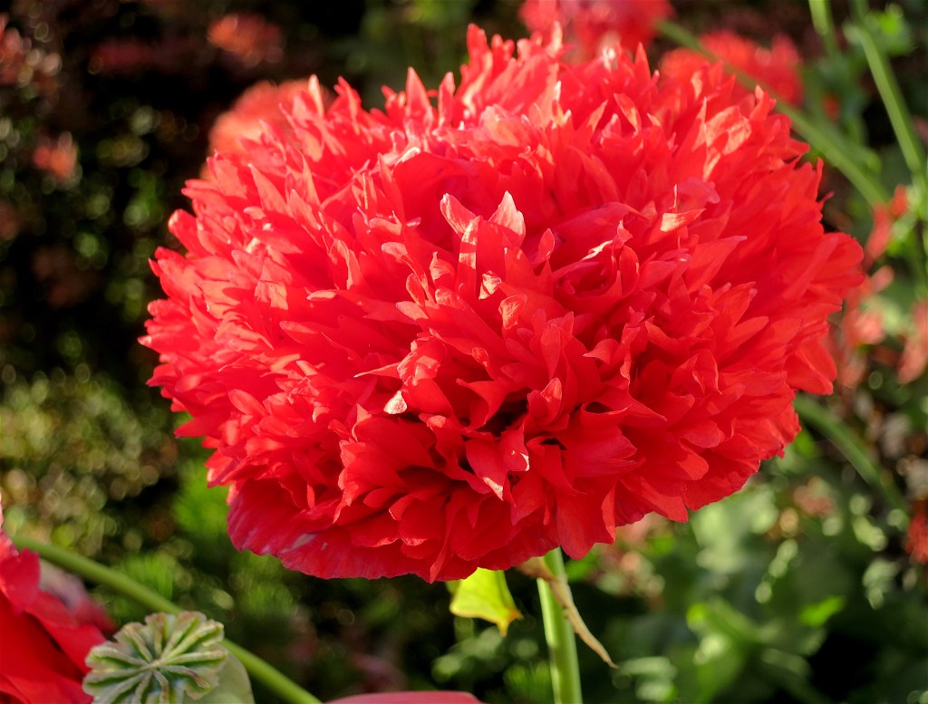 Barnstorming – Barnstorming: Seeking Sanctuary in the Seasons of a ...