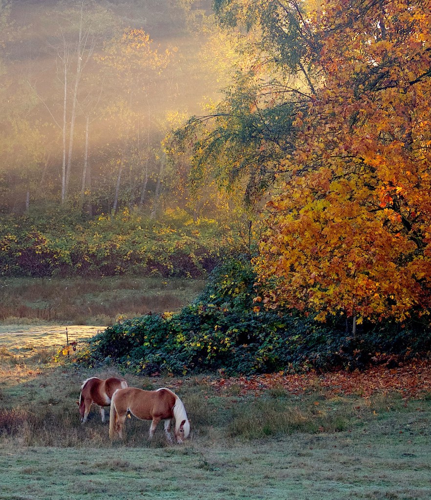 Barnstorming – Barnstorming: Seeking Sanctuary in the Seasons of a ...