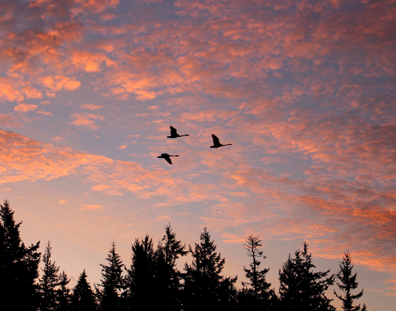 An Advent Threshold: Nearly Full Term with Light – Barnstorming