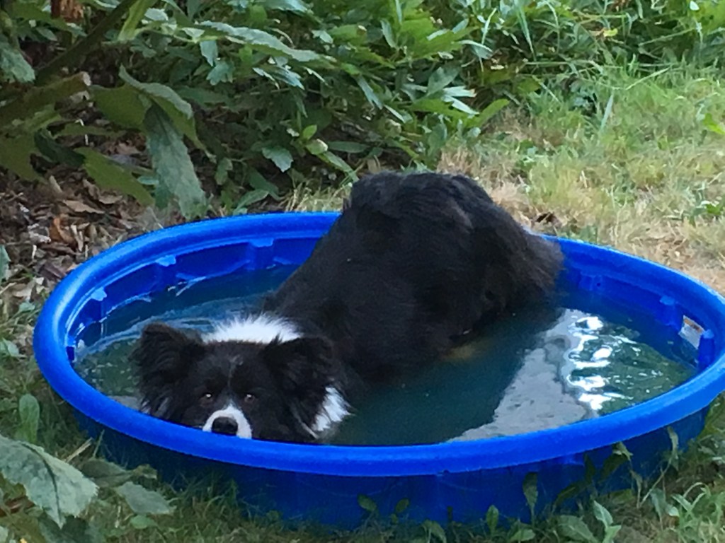 Barnstorming – Barnstorming: Seeking Sanctuary in the Seasons of a ...