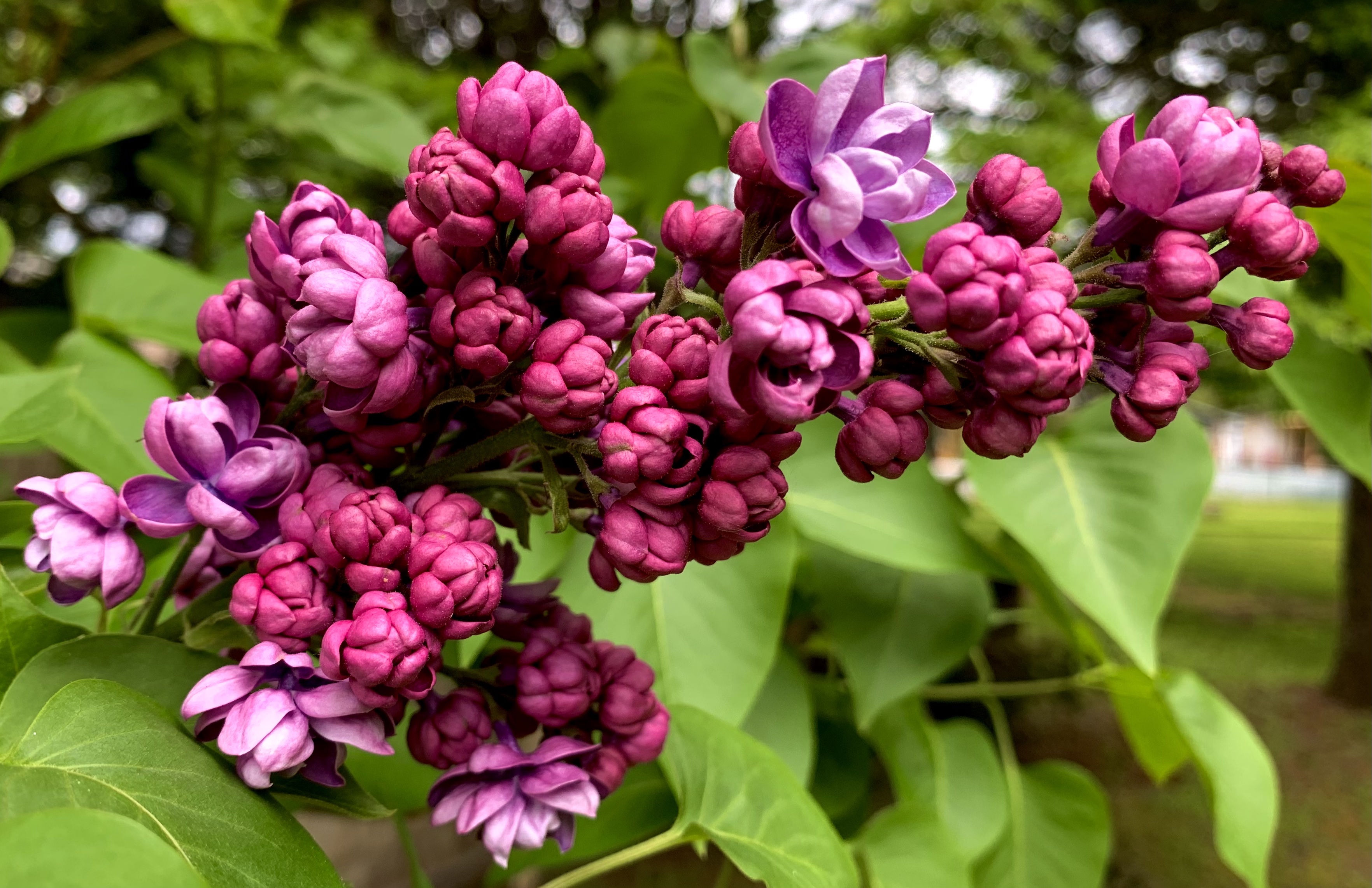 Starved for Hope – Barnstorming