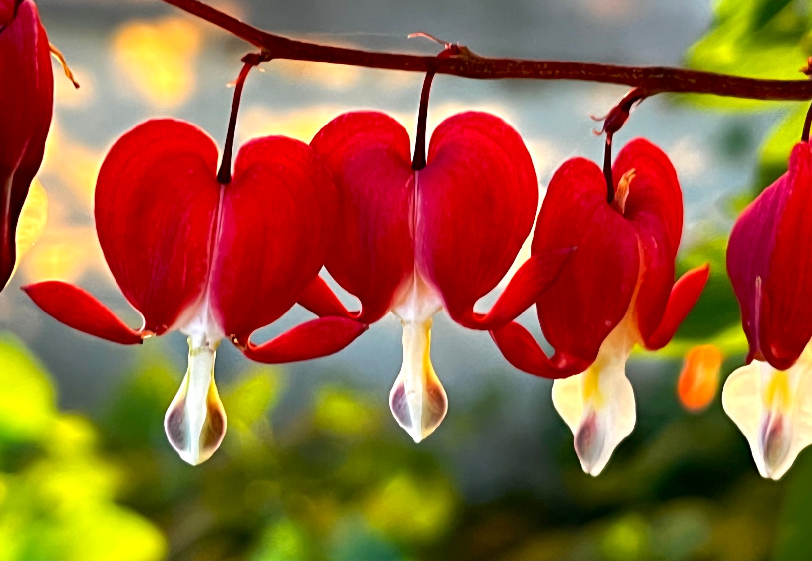 Barnstorming – Barnstorming: Seeking Sanctuary in the Seasons of a ...