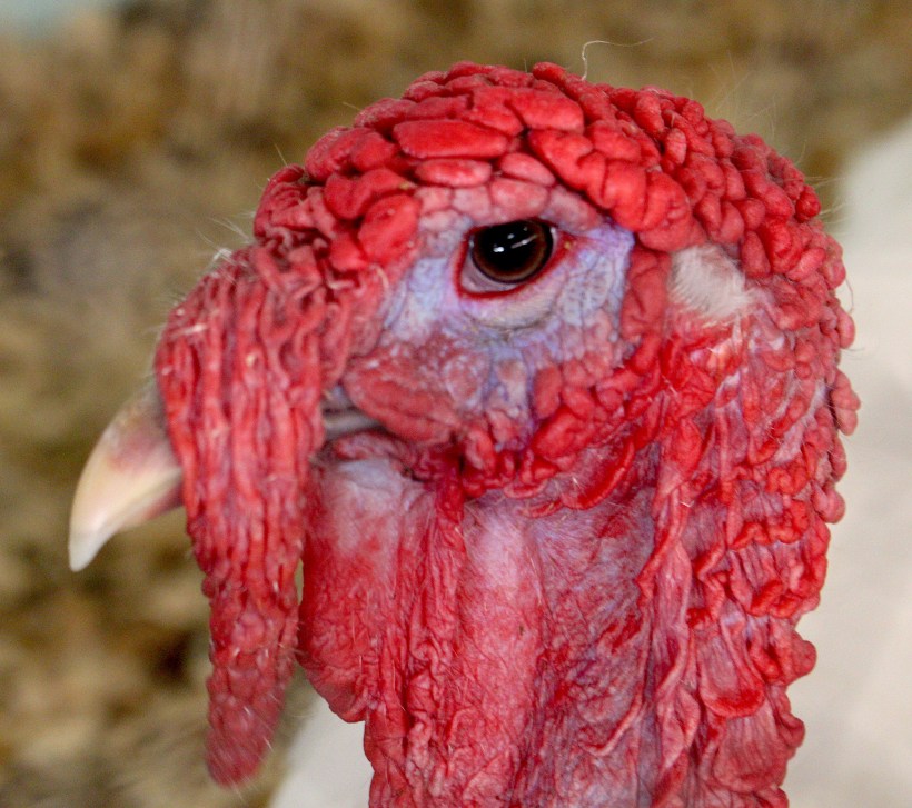 Barnstorming – Barnstorming: Seeking Sanctuary in the Seasons of a ...